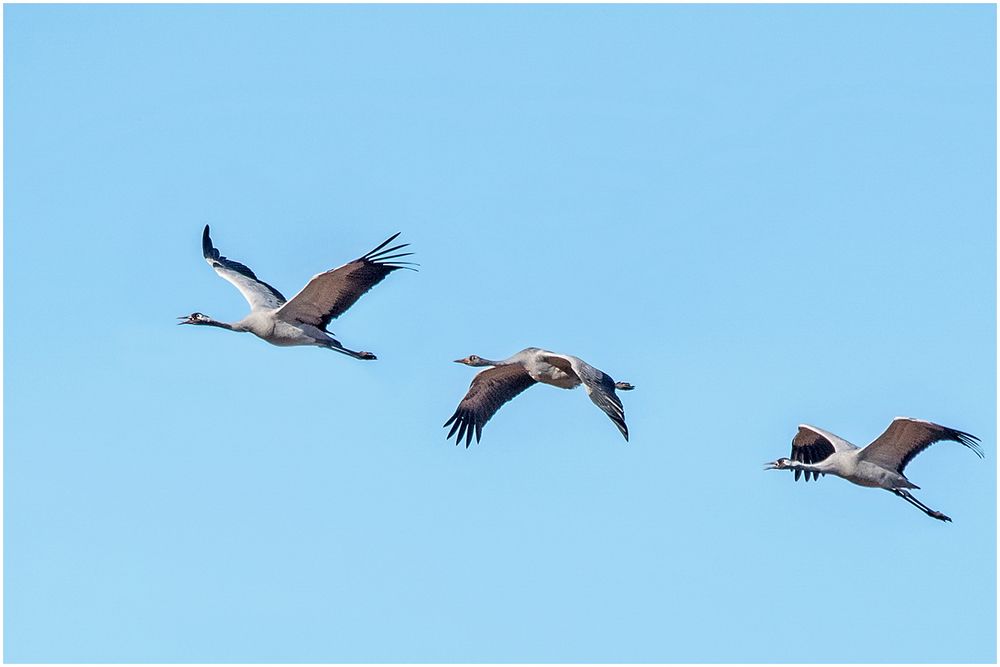 Kraniche Foto & Bild | tiere, wildlife, wild lebende vögel Bilder auf fotocommunity
