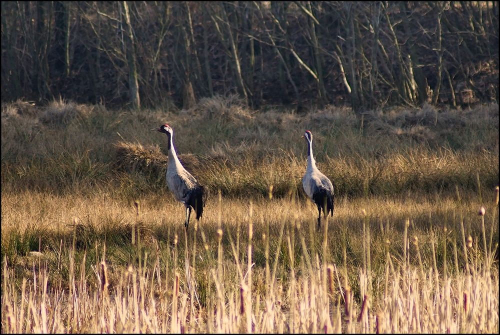 Kraniche Foto & Bild | world, natur, tiere Bilder auf fotocommunity