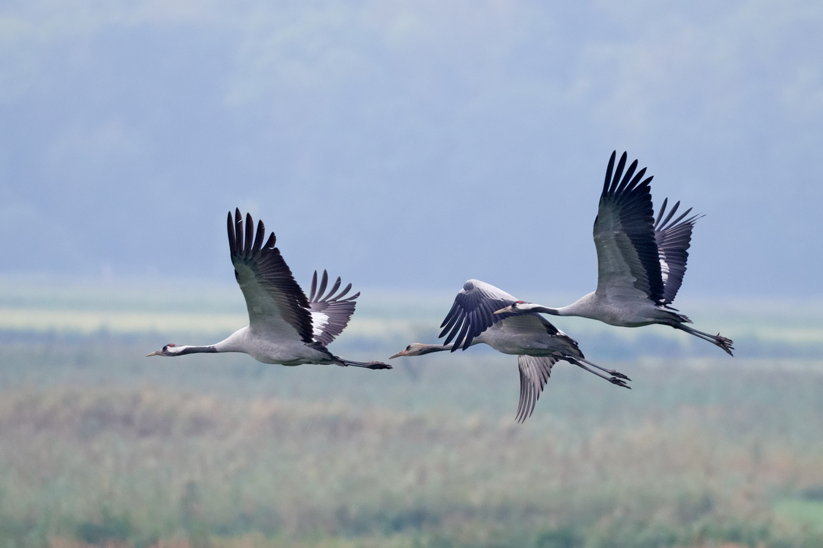 Kraniche Foto & Bild | tiere, wildlife, wild lebende vögel Bilder auf fotocommunity
