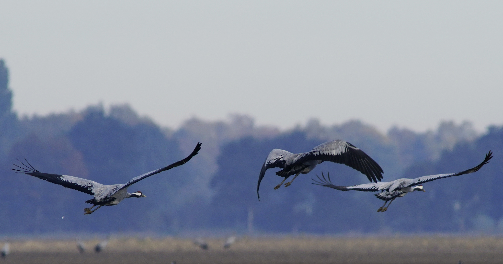 Kraniche. Foto & Bild | tiere, wildlife, wild lebende vögel Bilder auf fotocommunity