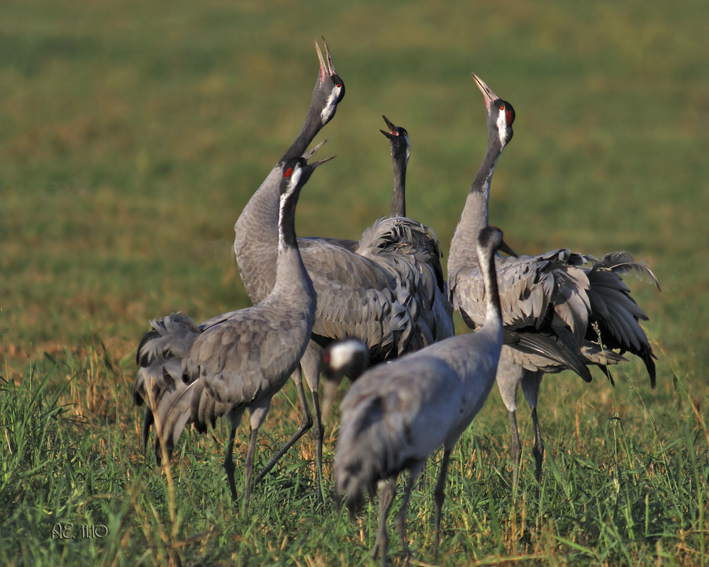 Kraniche ( Grus grus ) Foto & Bild | tiere, wildlife, wild lebende vögel Bilder auf fotocommunity