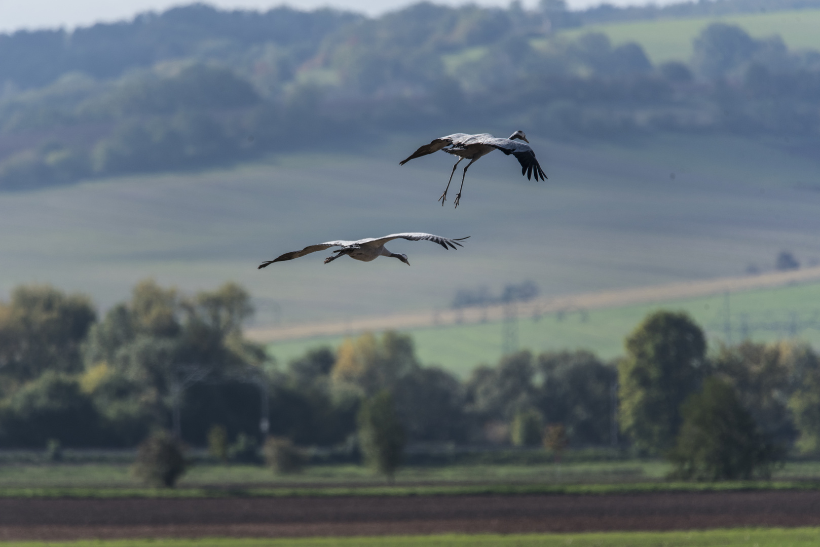 Kraniche im Anflug Foto & Bild | tiere, wildlife, wild lebende vögel Bilder auf fotocommunity