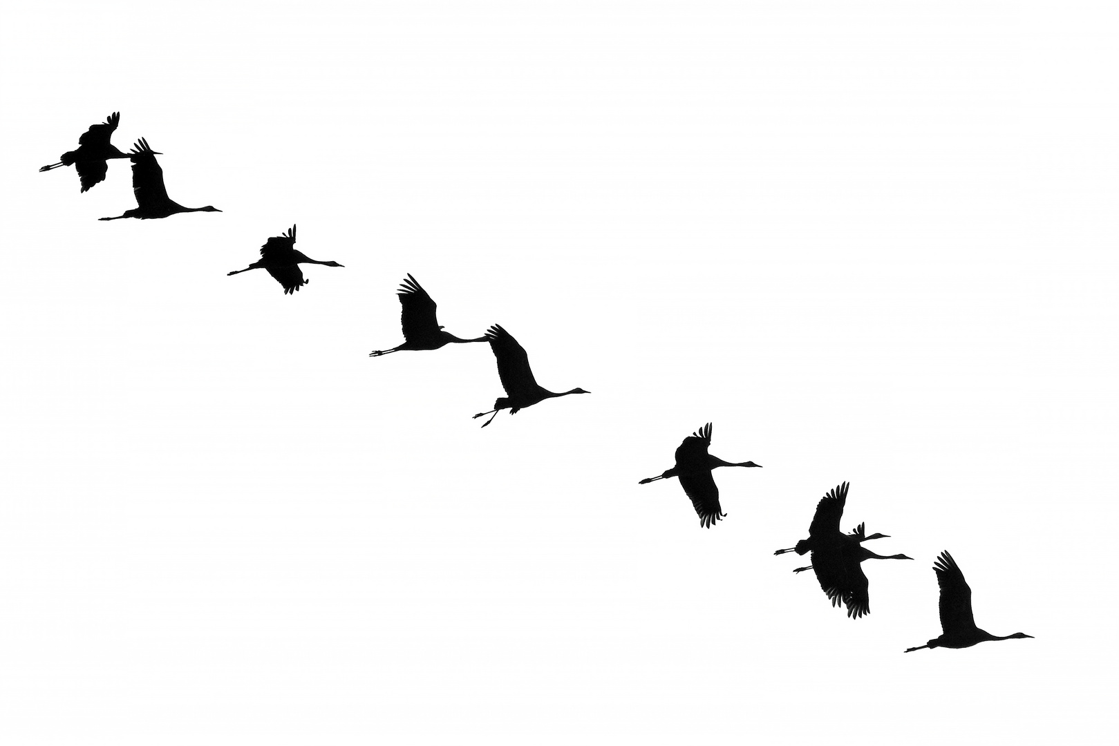 Kraniche im Flug Foto & Bild | monochrom, bearbeitungs - techniken, tiere Bilder auf fotocommunity