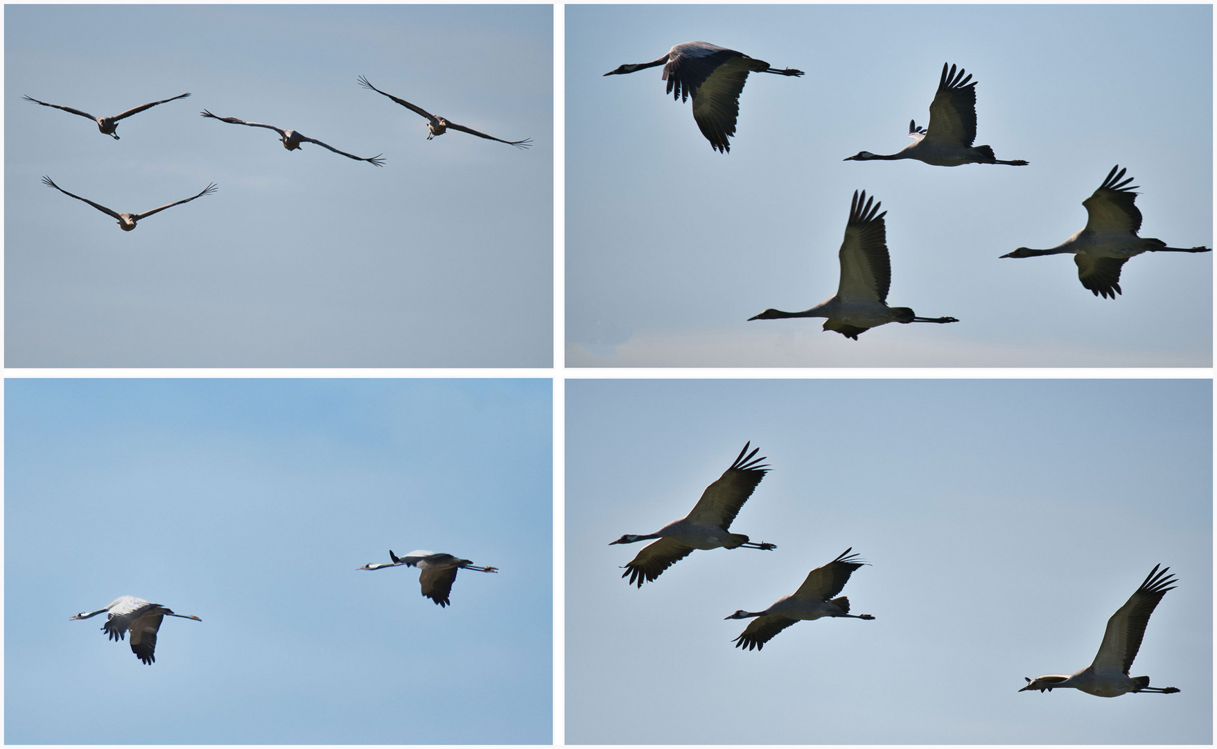 Kraniche im Flug Foto & Bild | natur, tiere, vögel Bilder auf fotocommunity
