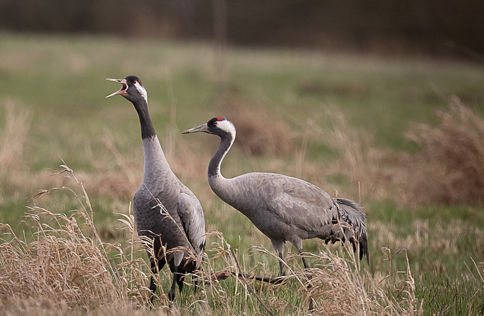 Kraniche im März Foto & Bild | natur, wildlife Bilder auf fotocommunity