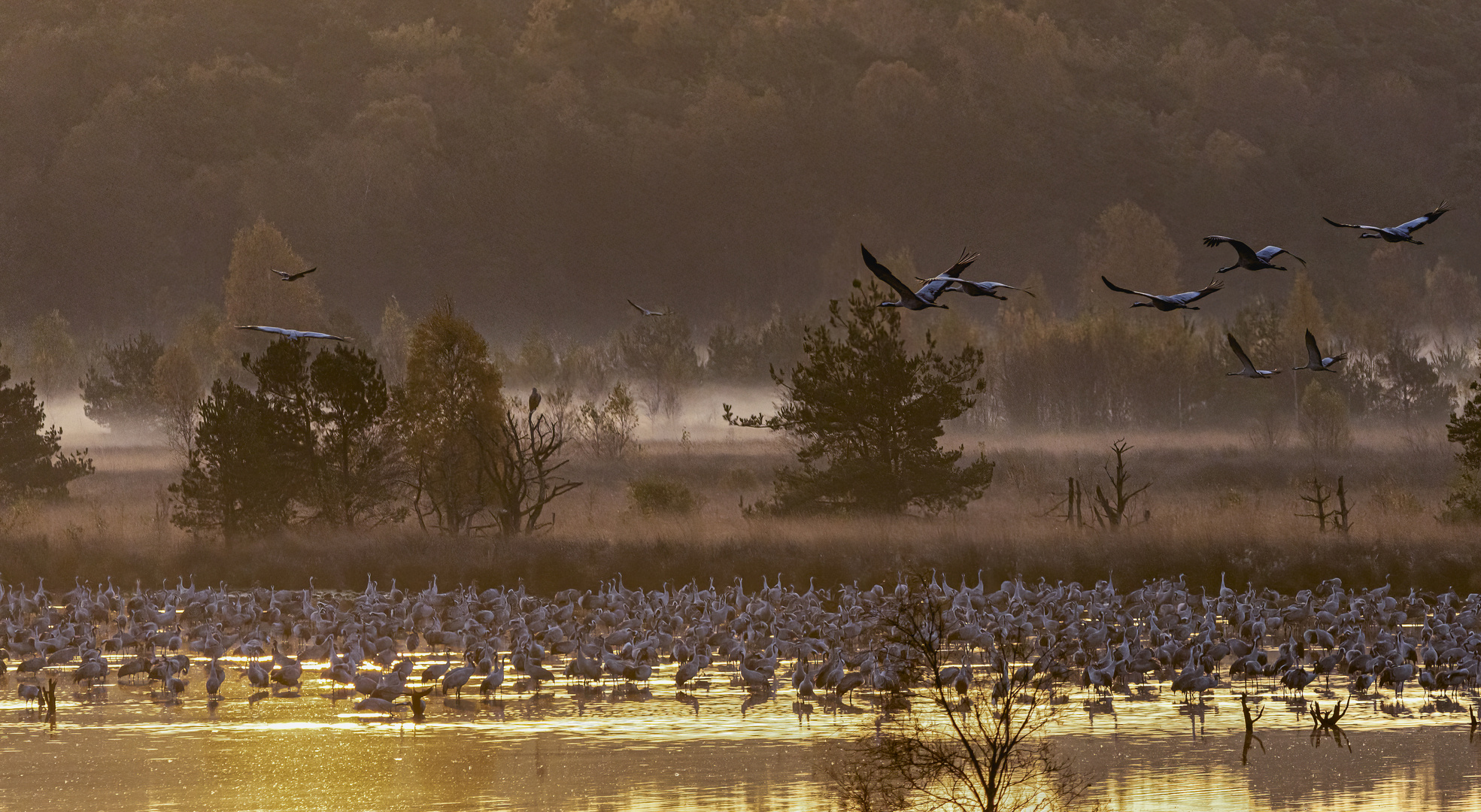 Kraniche im Moor Foto & Bild | tiere, wildlife, wild lebende vögel ...