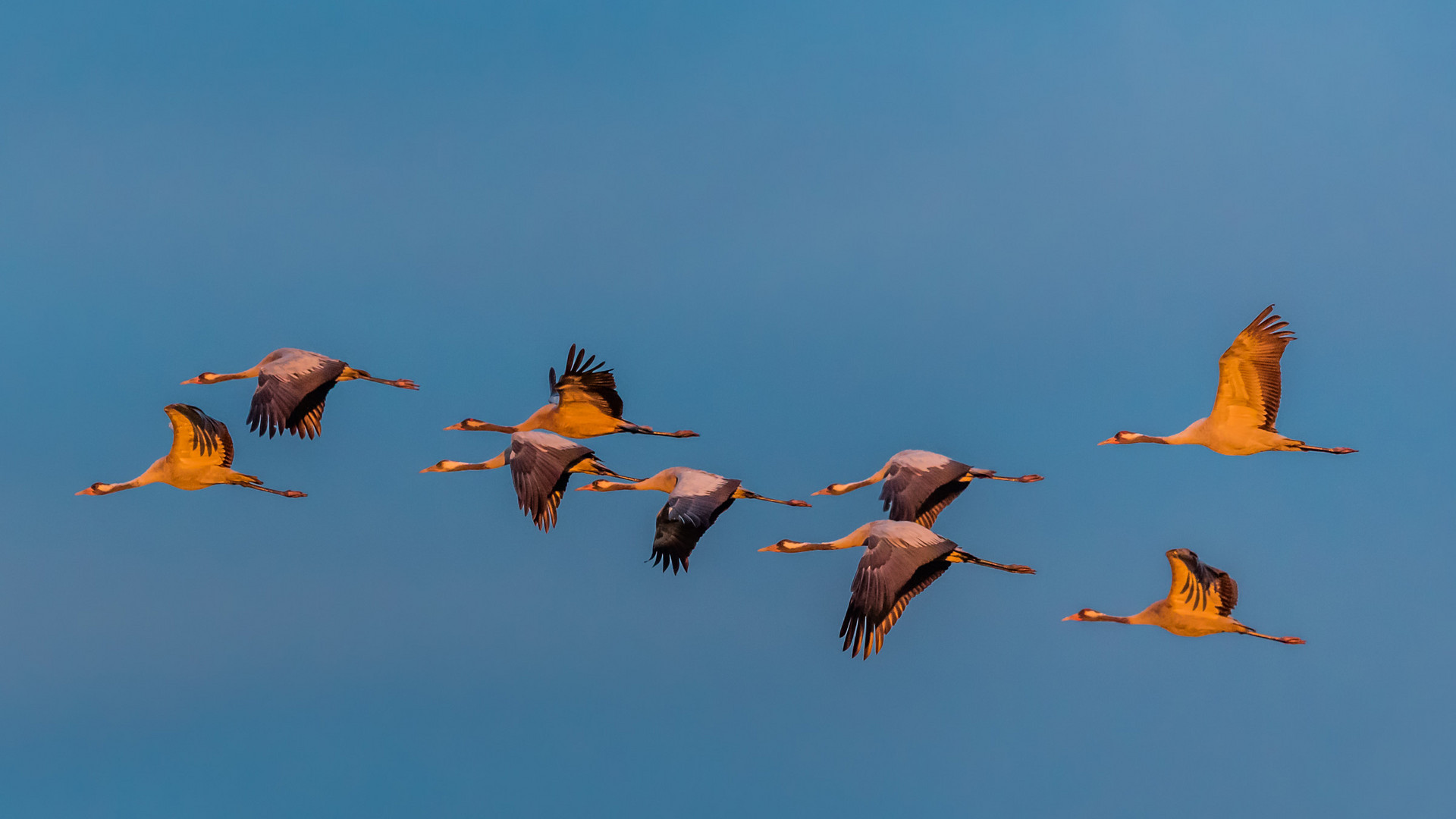 Kraniche im Morgenlicht Foto & Bild | natur, tiere, vögel Bilder auf ...
