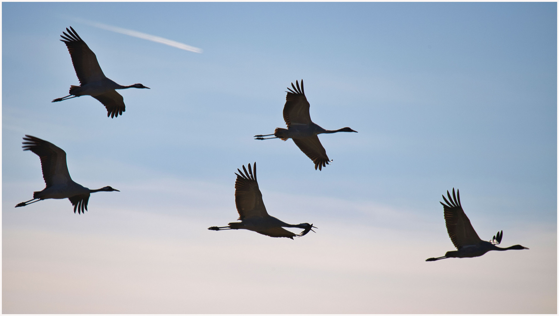 Kraniche im Scherenschnitt Foto & Bild | natur, tiere, vögel Bilder auf ...
