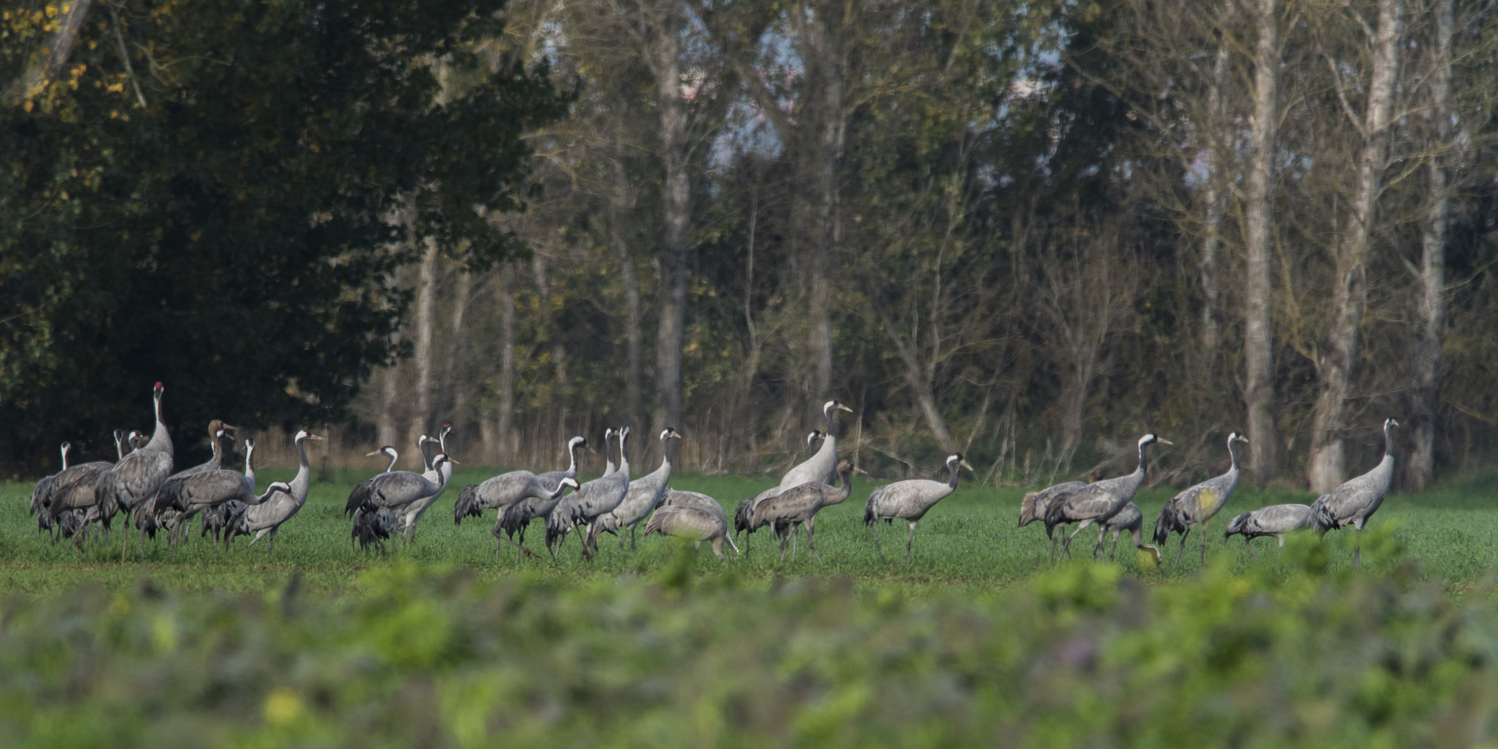 Kraniche im Südharz Foto & Bild | tiere, wildlife, wild lebende vögel ...