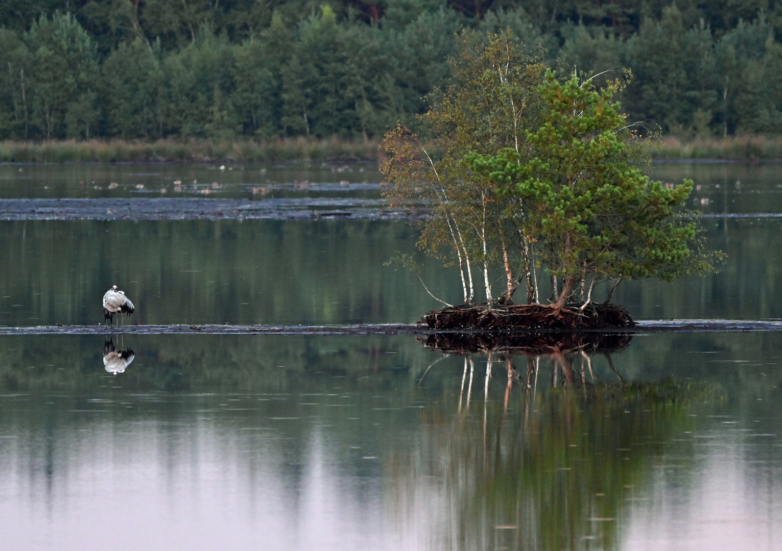 Kraniche im Tister Bauernmoor Foto & Bild | natur, tiere, vögel Bilder ...