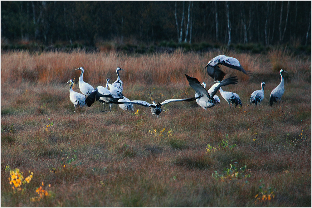 Kraniche im Uchter Moor Foto & Bild | tiere, wildlife, wild lebende ...