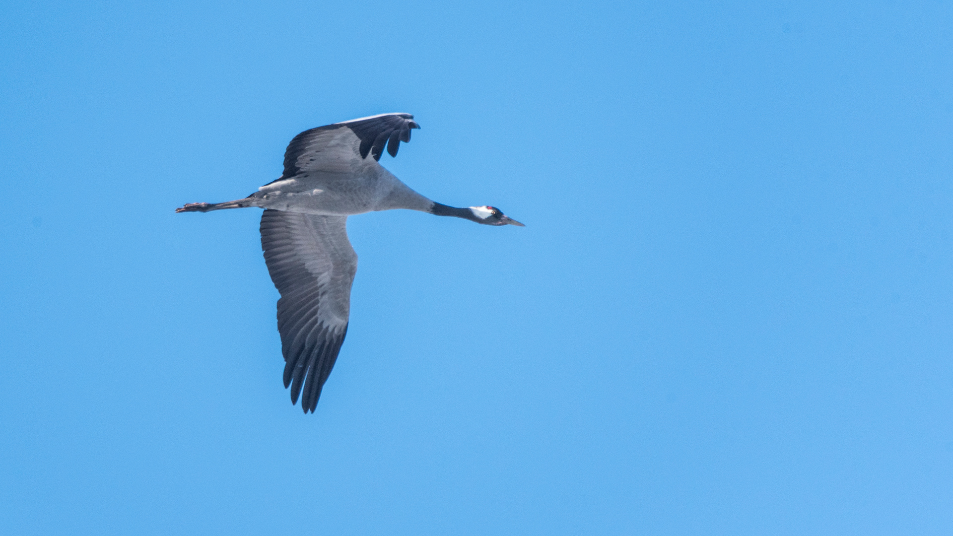Kraniche im Überflug Foto & Bild | tiere, wildlife, wild lebende vögel Bilder auf fotocommunity