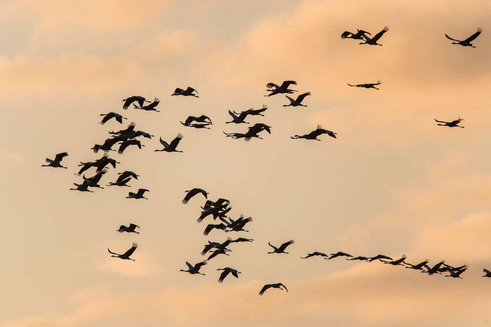 Kraniche in der Abendsonne Foto & Bild | tiere, wildlife, wild lebende vögel Bilder auf ...