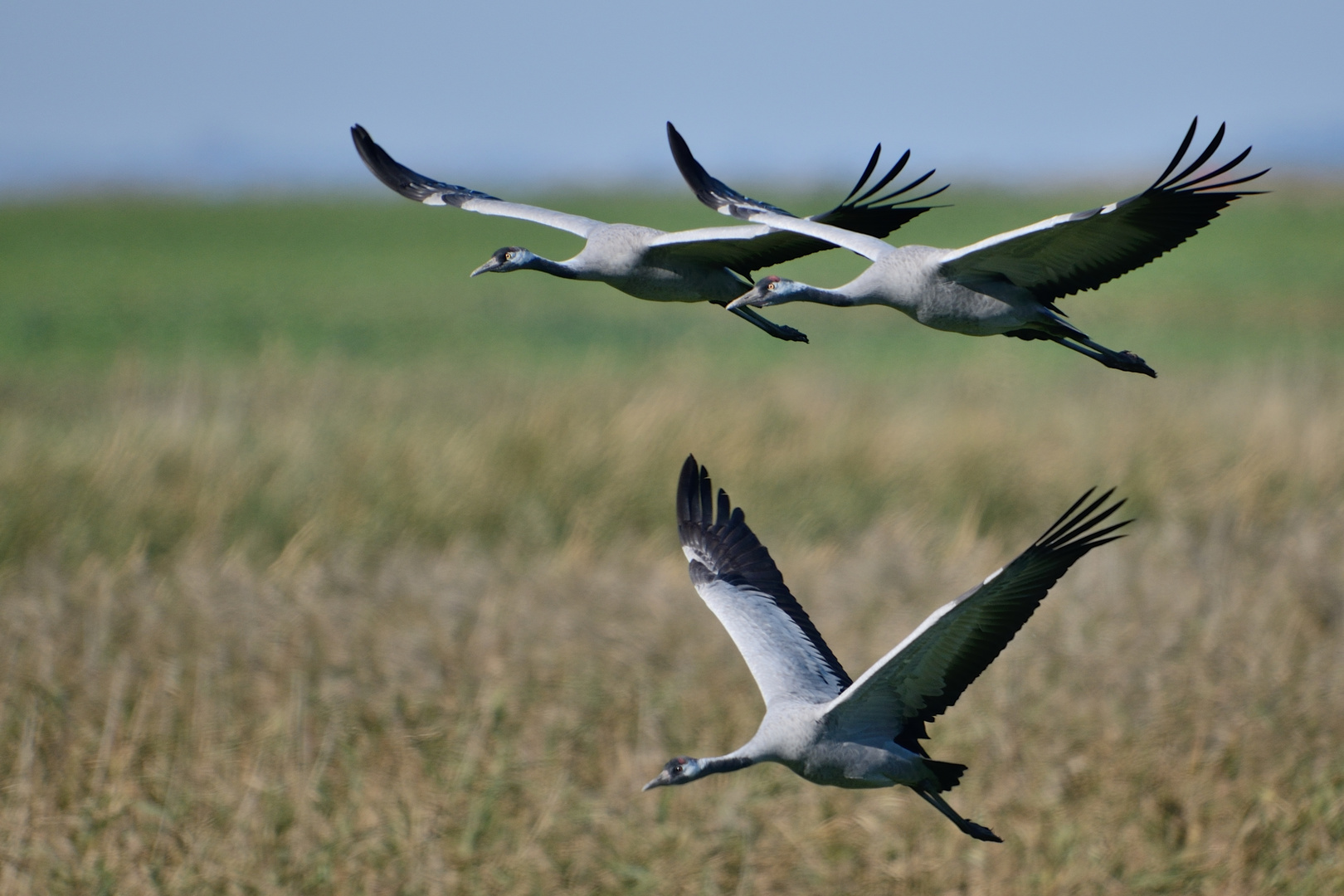 Kraniche in Zingst 4 Foto & Bild | tiere, wildlife, wild lebende vögel ...