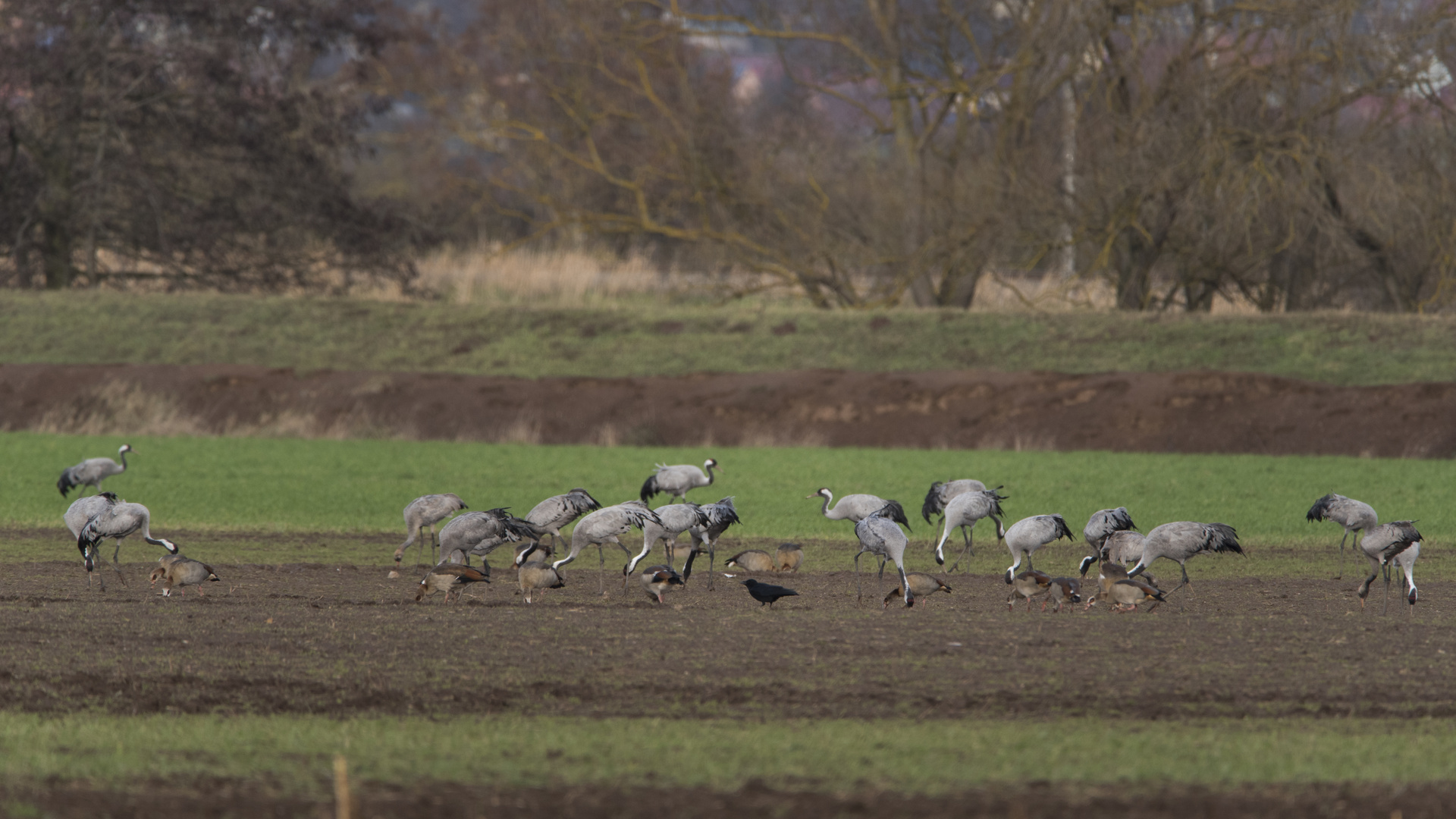 Kraniche und Nilgänse Foto & Bild | tiere, wildlife, wild lebende vögel Bilder auf fotocommunity