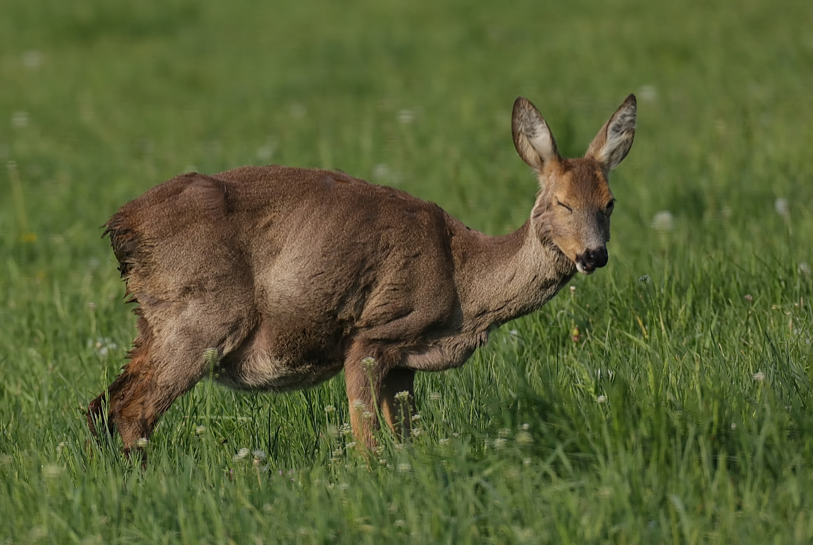 Kranke Ricke 1 Foto & Bild | natur, tiere, wildlife Bilder auf ...