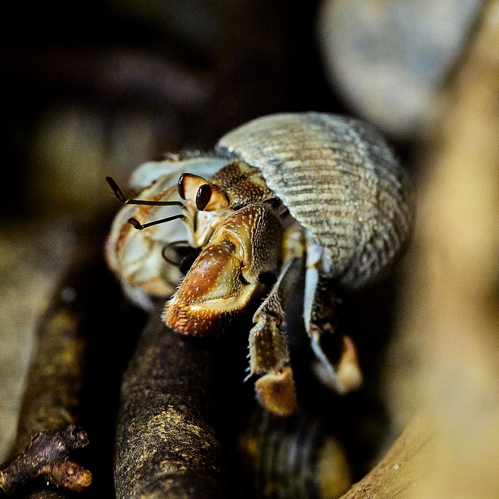 Krappe Foto & Bild | tiere, wildlife, krebse Bilder auf fotocommunity