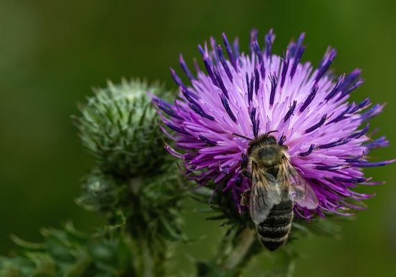 Disteln & Karden Bilder & Fotos