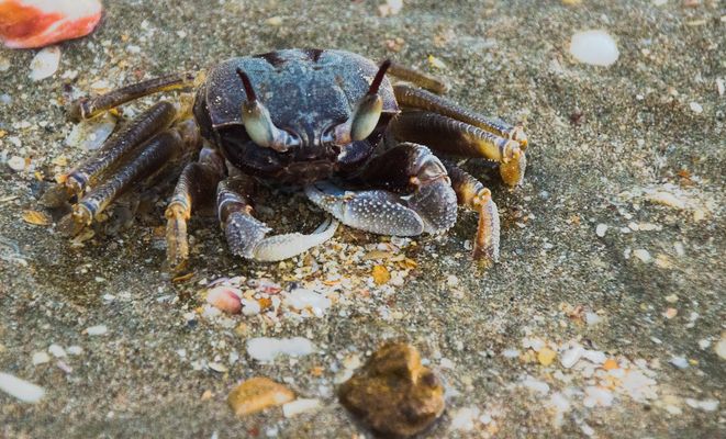 Krebse Bilder & Fotos