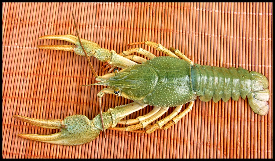 Krebs Foto & Bild | tiere, wildlife, krebse Bilder auf fotocommunity