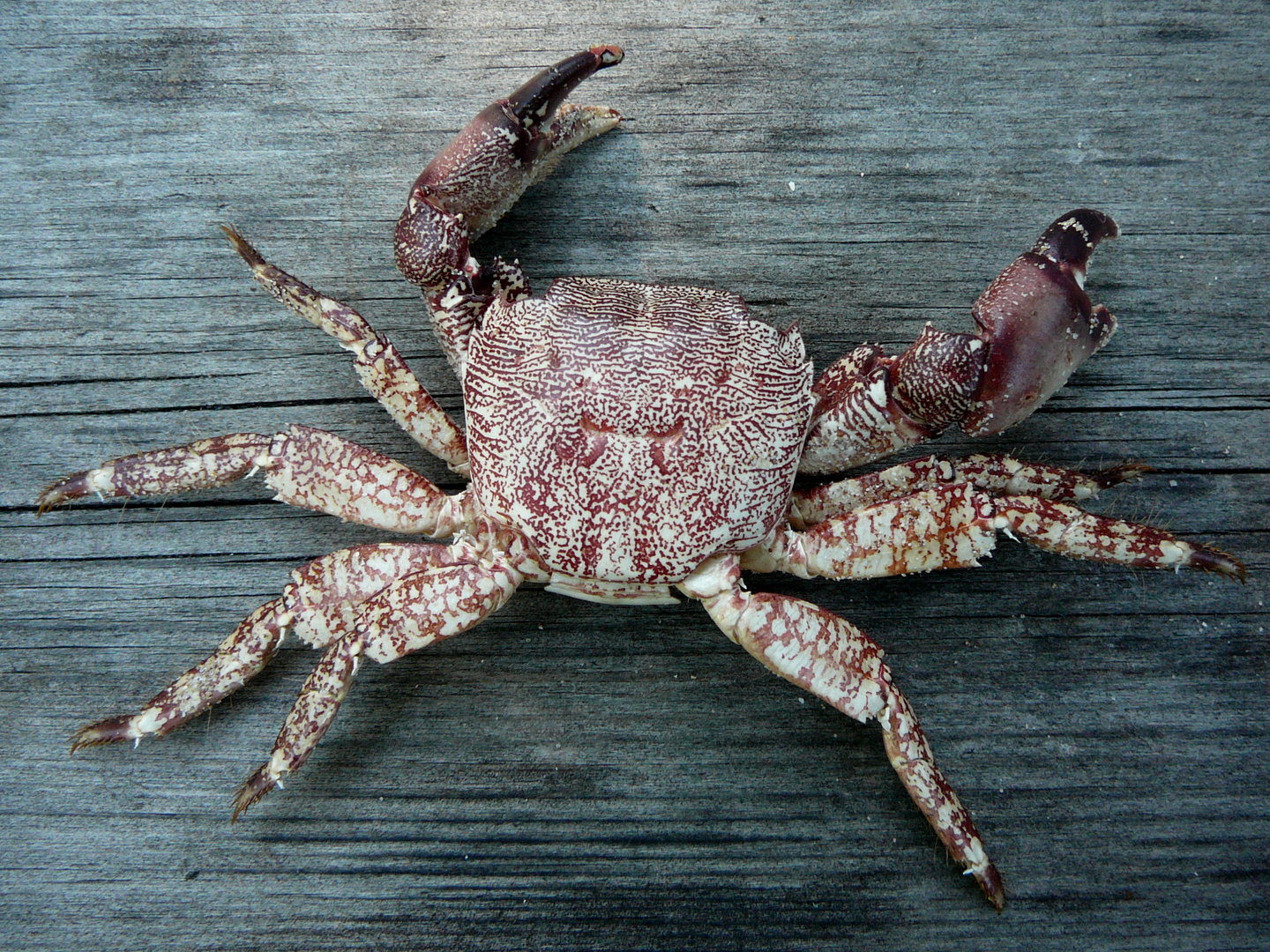 Krebs Foto & Bild | tiere, natur Bilder auf fotocommunity