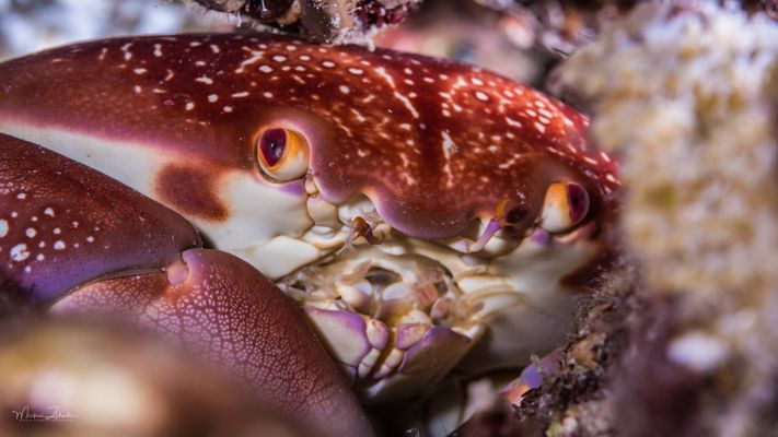 Krebse Bilder & Fotos