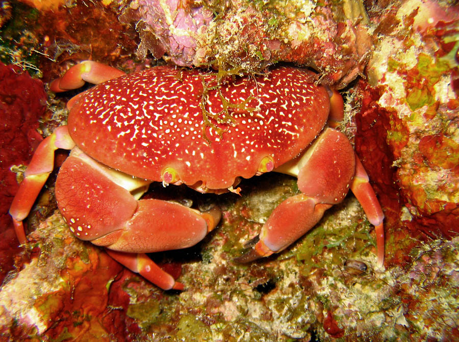 Krebs Foto & Bild | Natur, Unterwasser, UW-Salzwasser Bilder auf ...