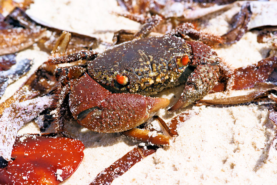 Krebs am Strand von Watamu bei Mombasa Foto & Bild | tiere, wildlife ...