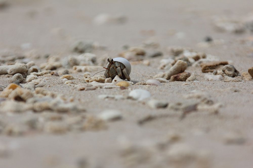 Krebs am White Sand Beach - Khao Lak Thailand Foto & Bild | tiere ...