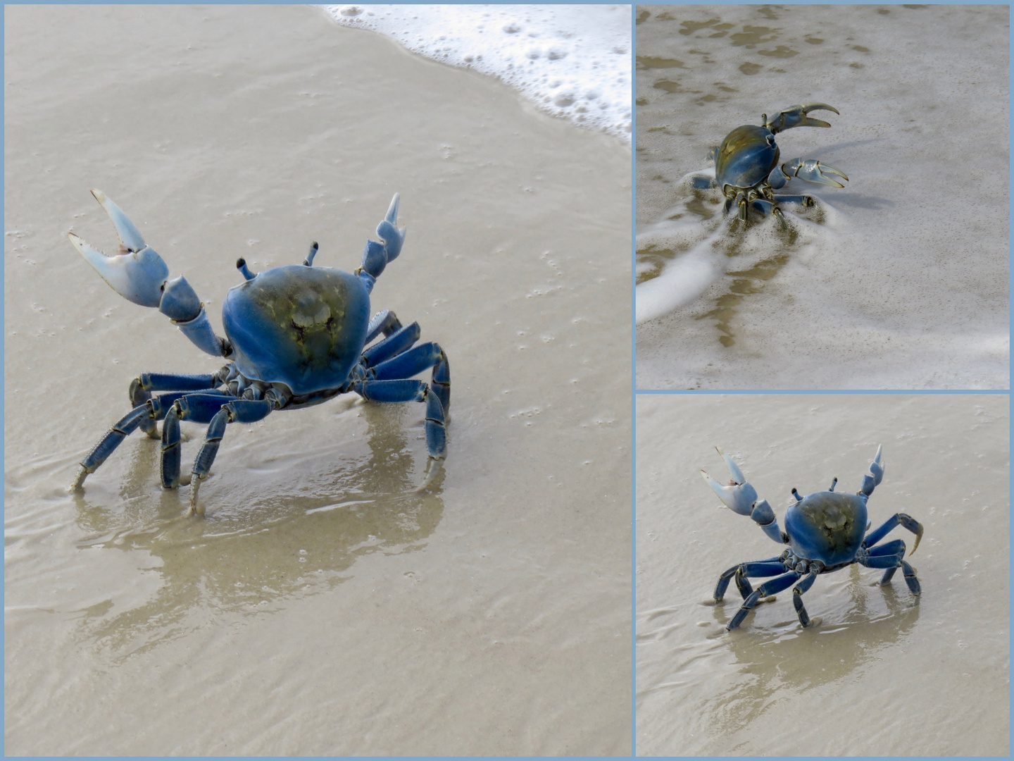 Krebs Foto & Bild | tiere, natur, wildlife Bilder auf fotocommunity