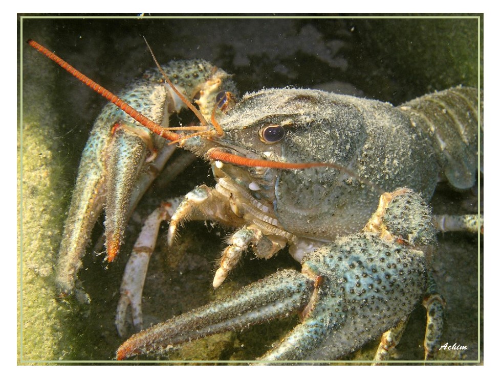 Krebse im Kulkwitzer See Foto & Bild | unterwasser, uw-süsswasser ...