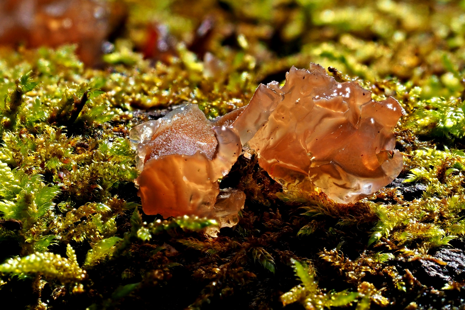 Kreisel-Drüsling (Exidia recisa) Foto & Bild | pflanzen, pilze ...