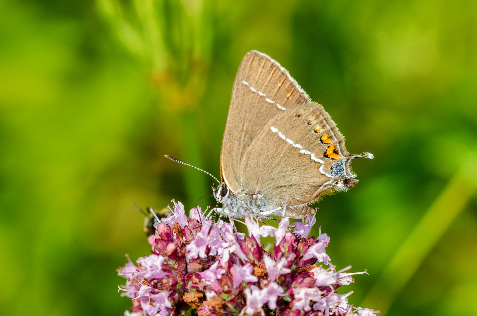 Kreuzdorn-Zipfelfalter (Satyrium spini) Foto & Bild | tiere, wildlife ...