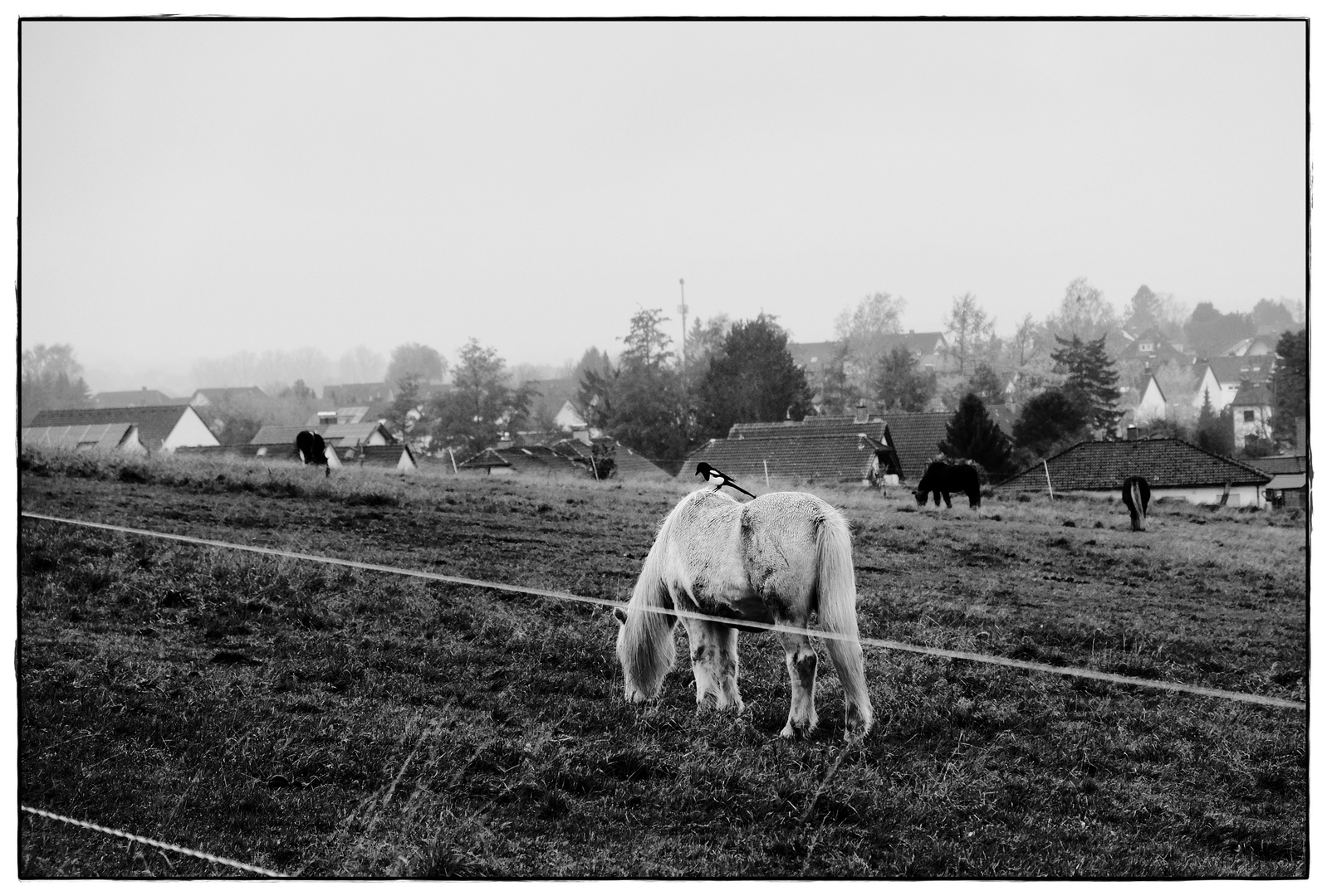 Kreuzfahrt auf der MS Pegasus Foto & Bild | tiere, haustiere, pferde ...
