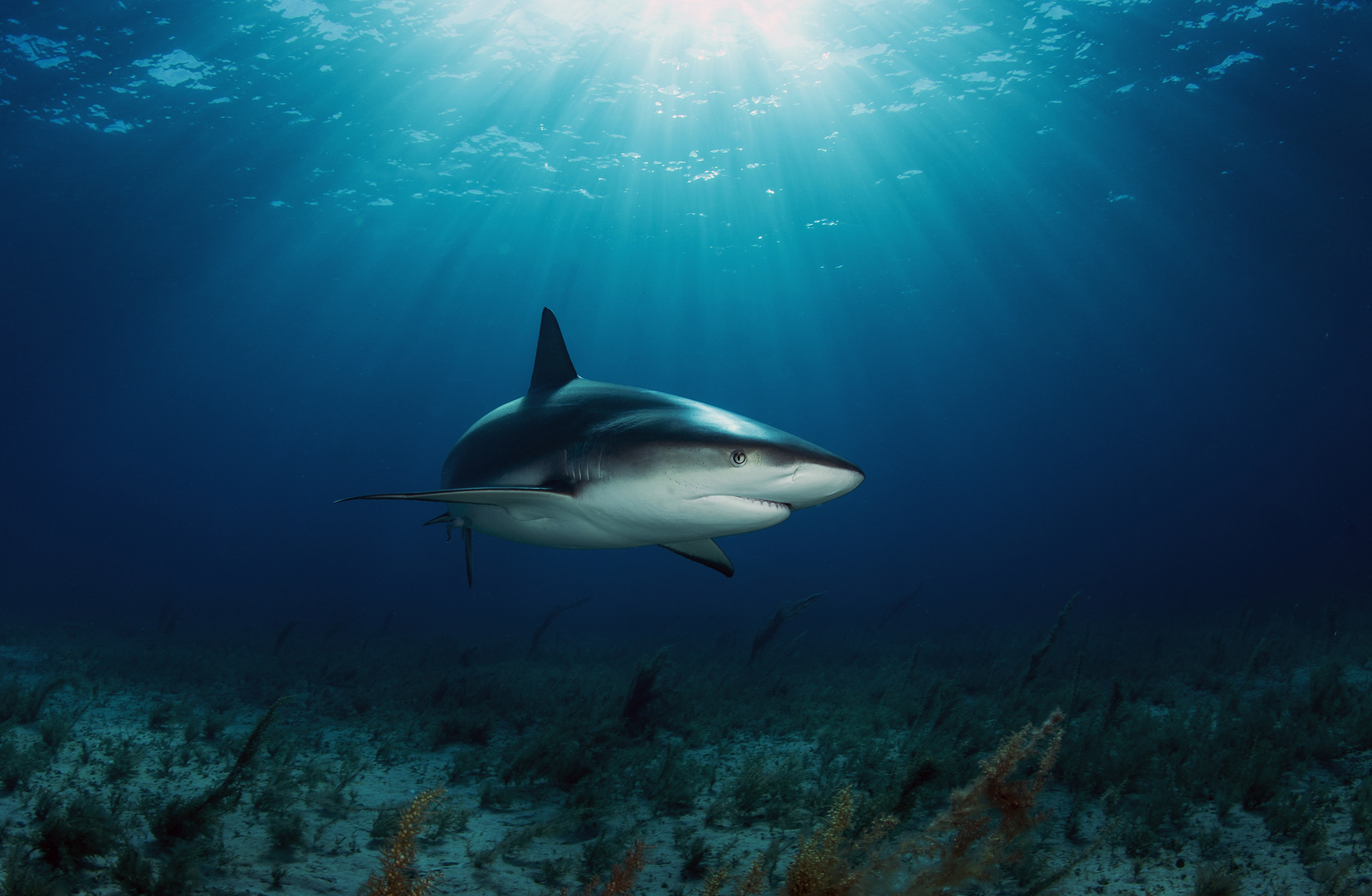 Kribischer Riffhai in der Drehung Foto & Bild | unterwasser, uw ...