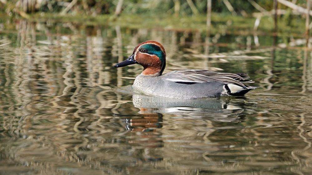 Krickente Foto & Bild | tiere, wildlife, wild lebende vögel Bilder auf fotocommunity