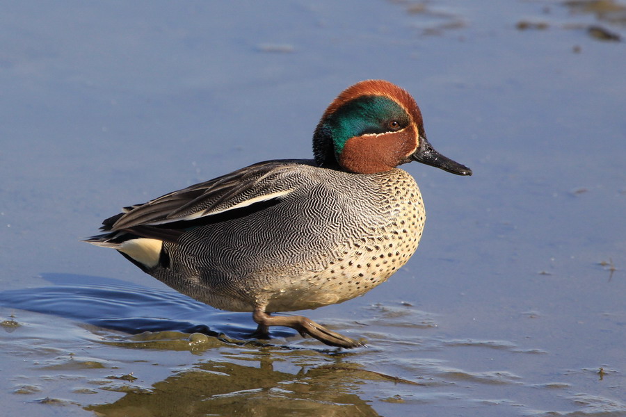 Krickente ( anas crecca ) Foto & Bild | tiere, wildlife, wild lebende ...