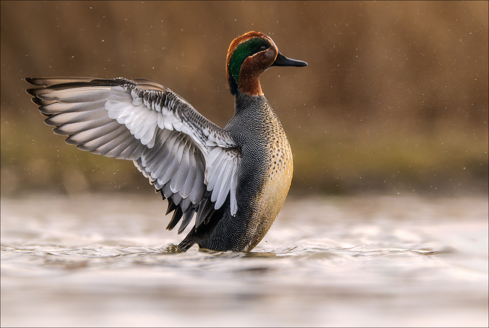 Krickente Foto & Bild | tiere, wildlife, wild lebende vögel Bilder auf fotocommunity