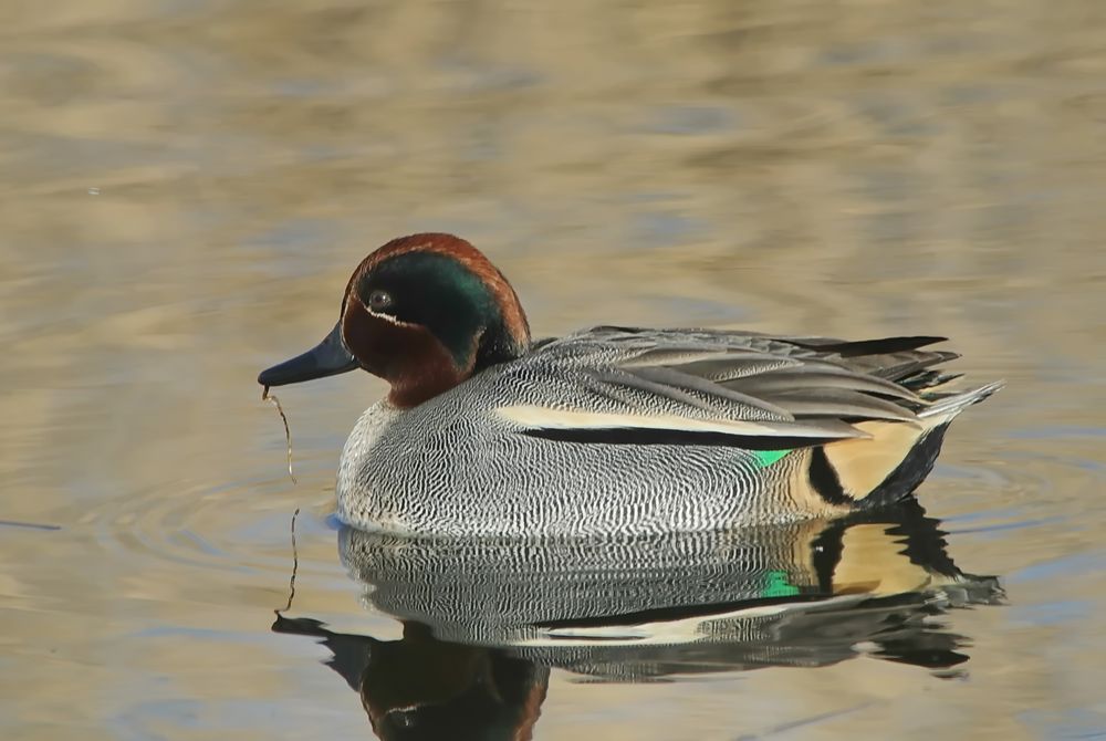 Krickente ( m ) Foto & Bild | tiere, wildlife, wild lebende vögel Bilder auf fotocommunity