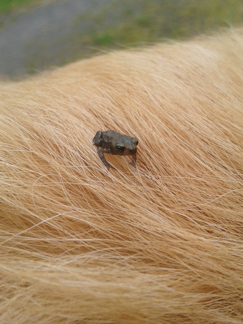 Kröte auf Hundefell Foto & Bild | tiere, wildlife, wildlife: sonstige ...