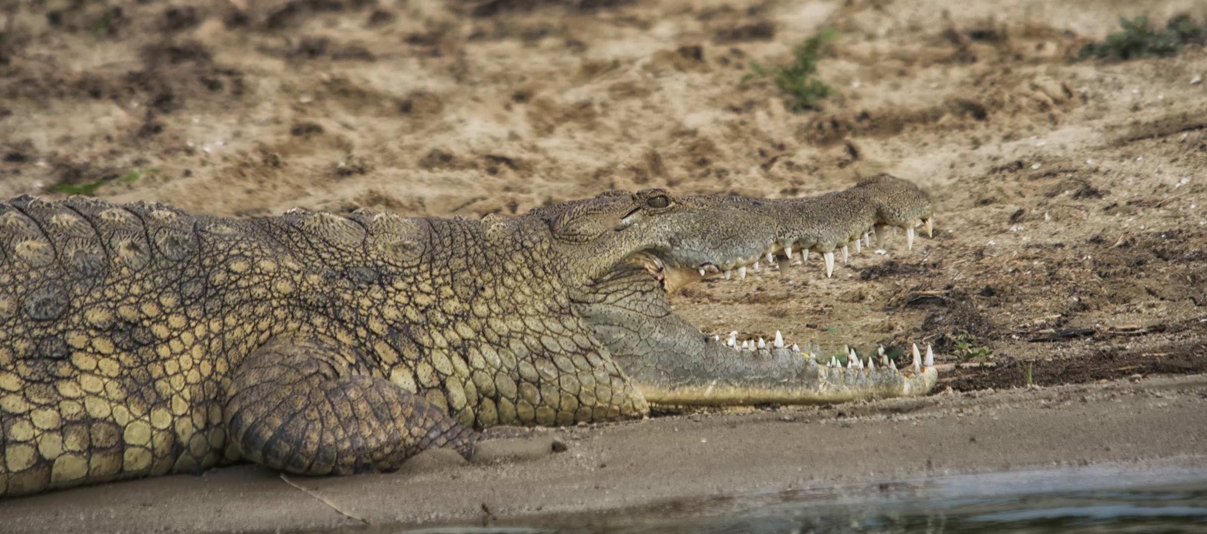 Kroko Foto & Bild | africa, eastern africa, tiere Bilder auf fotocommunity