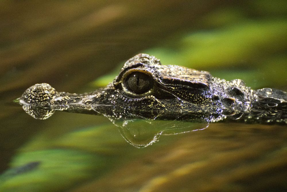 Kroko Foto & Bild | natur, zoo, tiere Bilder auf fotocommunity