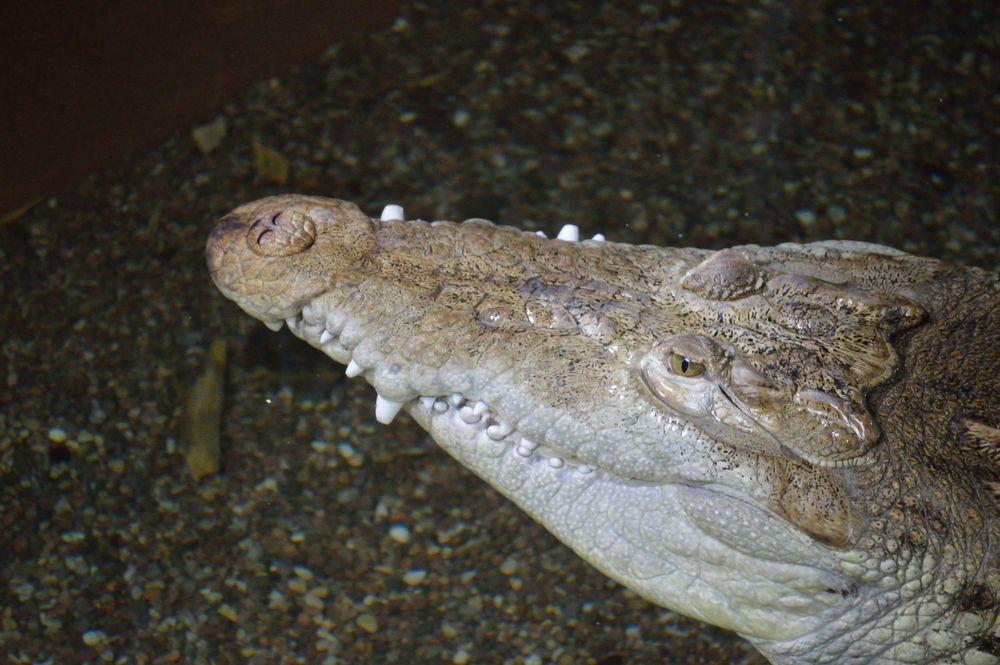 Kroko Foto & Bild | tiere, wildlife, abstrakt Bilder auf fotocommunity