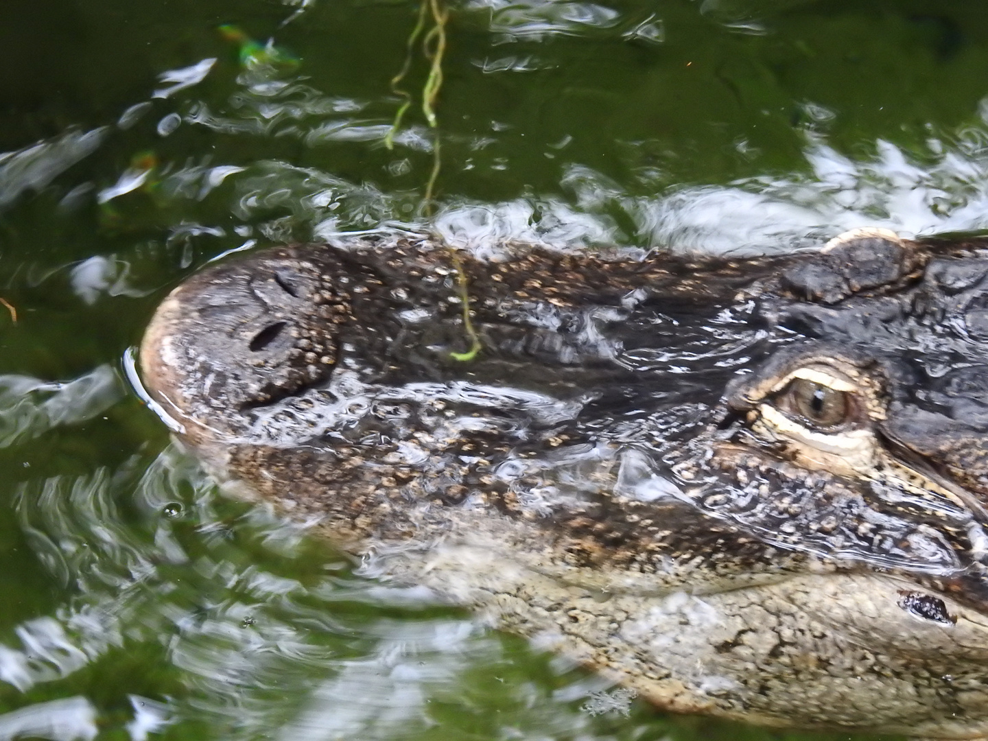 Kroko Foto & Bild | tiere, wildlife, wildlife: sonstige tiere Bilder ...