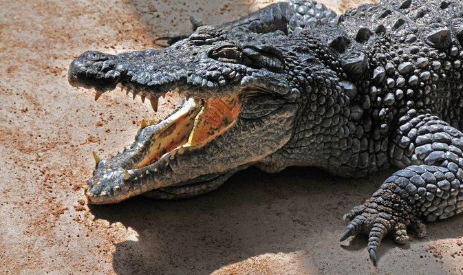 Zoo: Fische Bilder & Fotos