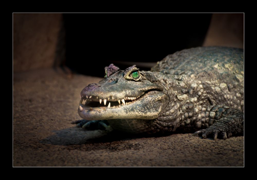 Kroko Foto & Bild | tiere, zoo, wildpark & falknerei, amphibien ...