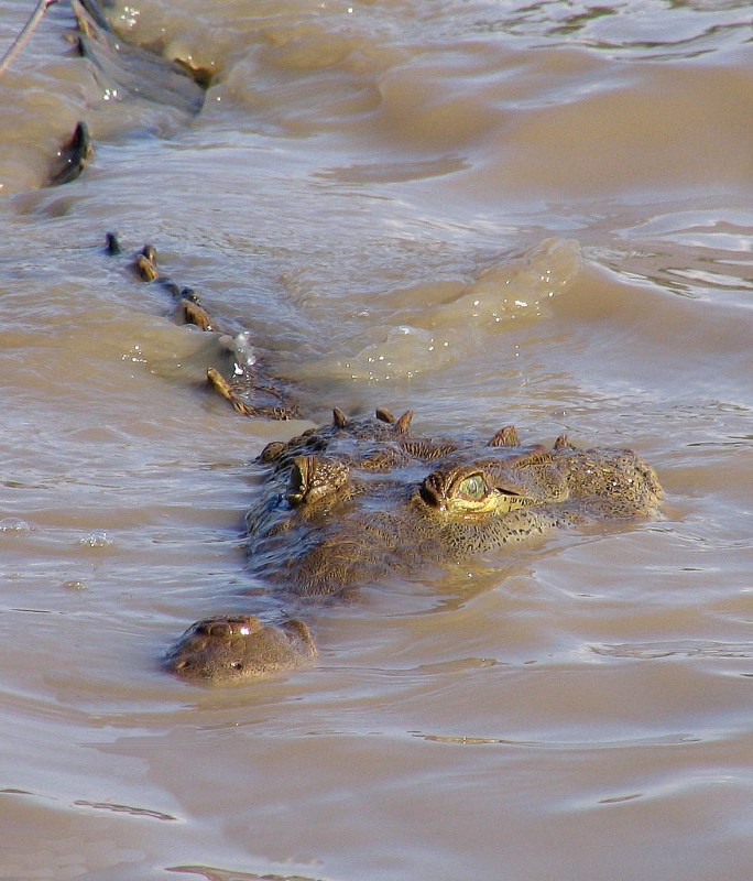 Kroko in Costa Rica Foto & Bild | tiere, wildlife, amphibien ...