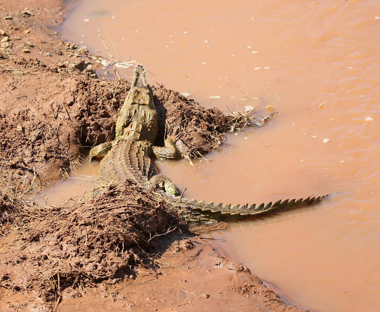 Kroko mit Handicap Foto & Bild | natur, tiere, wildlife Bilder auf ...