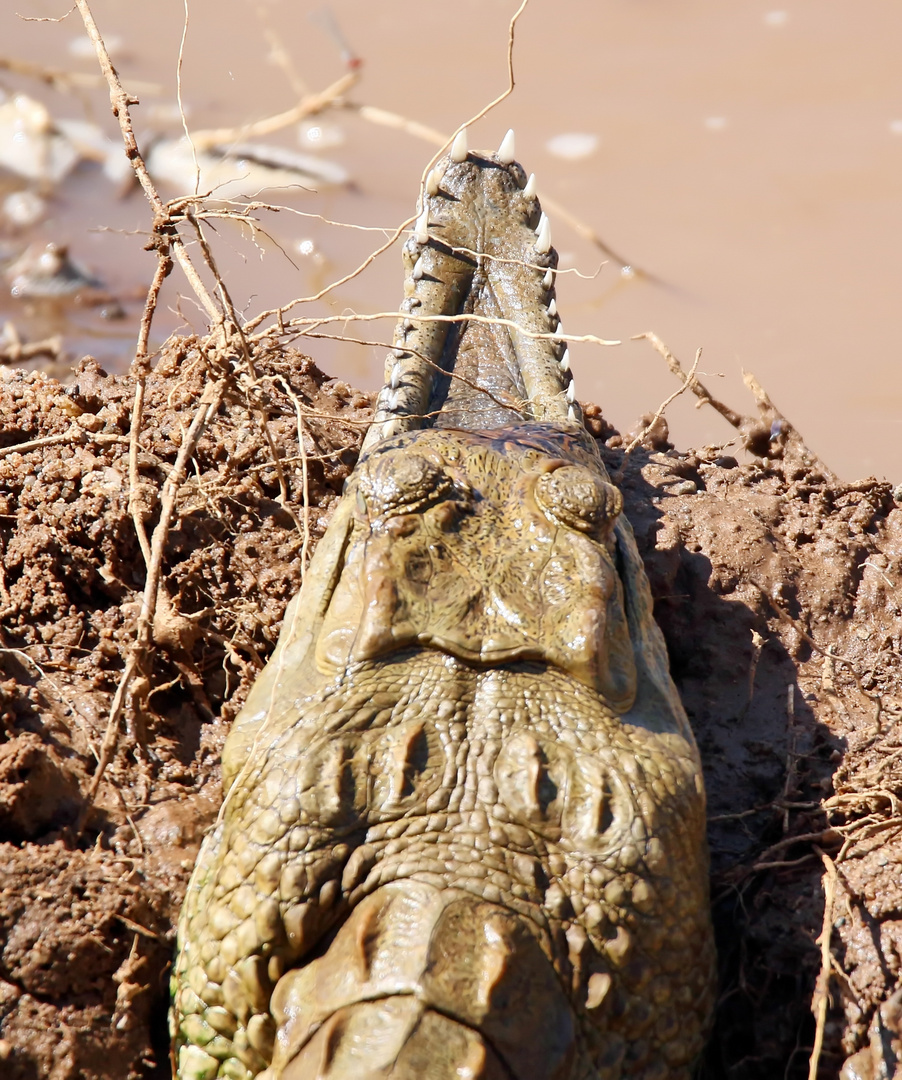 Kroko mit Handicap Nr.1 Foto & Bild | natur, tiere, wildlife Bilder auf ...