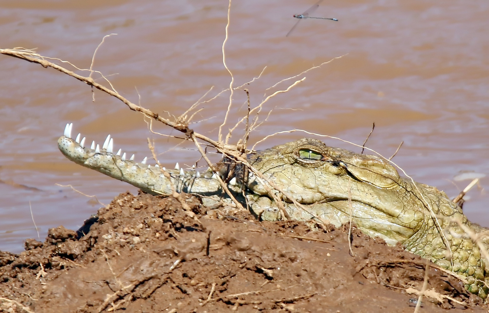 Kroko mit Handicap Nr.2 Foto & Bild | natur, tiere, wildlife Bilder auf ...
